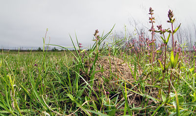 Red imported fire ant - Pacific Invasive Ant Toolkit