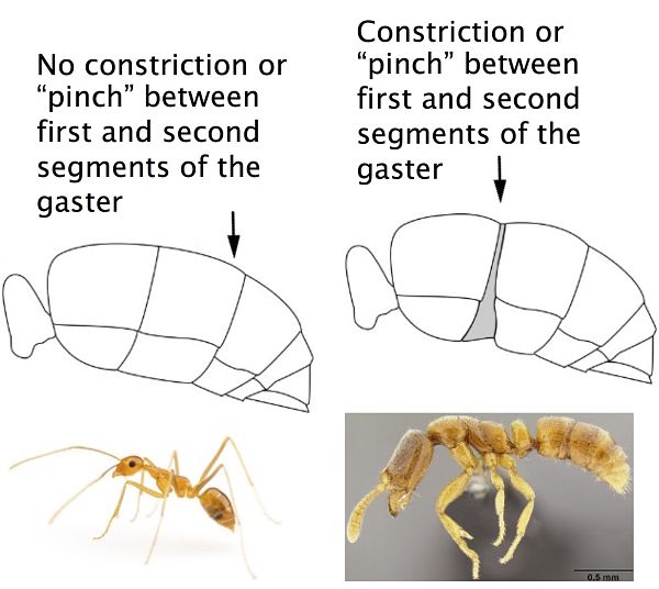 Identification - Pacific Invasive Ant Toolkit