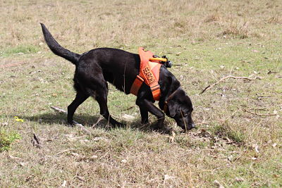 Red imported fire ant case studies - Pacific Invasive Ant Toolkit
