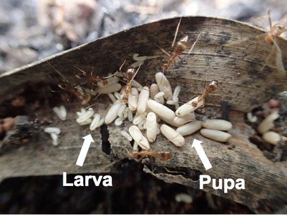 Life cycle of ants - Pacific Invasive Ant Toolkit
