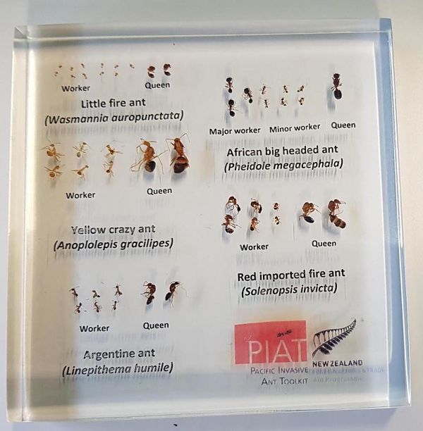 Resin blocks - Pacific Invasive Ant Toolkit